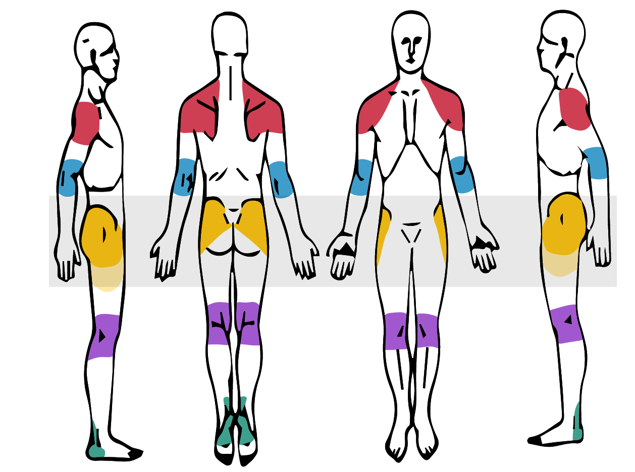 Navid Body Map Colored Web Hip Navid Mahooti